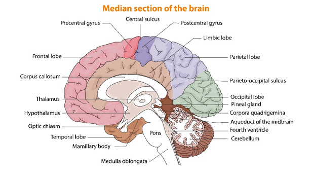 Traumatic Brain Injury: Know The Facts Before You Litigate, Part I ...